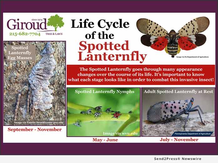 Everything You Need to Know About Spotted Lanternfly - Mass Media Content