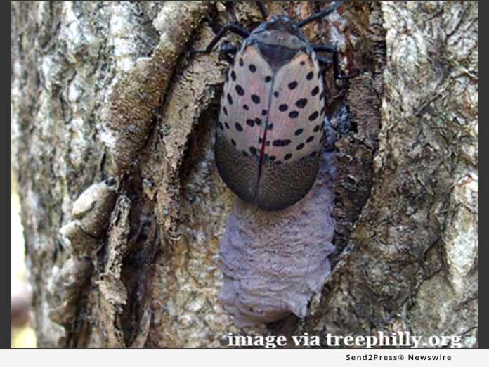 How to Remove and Destroy Spotted Lanternfly Egg Masses - Mass Media ...